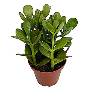 Sunset Jade Plant - Crassula - Easy to Grow House Plant - 4" Pot