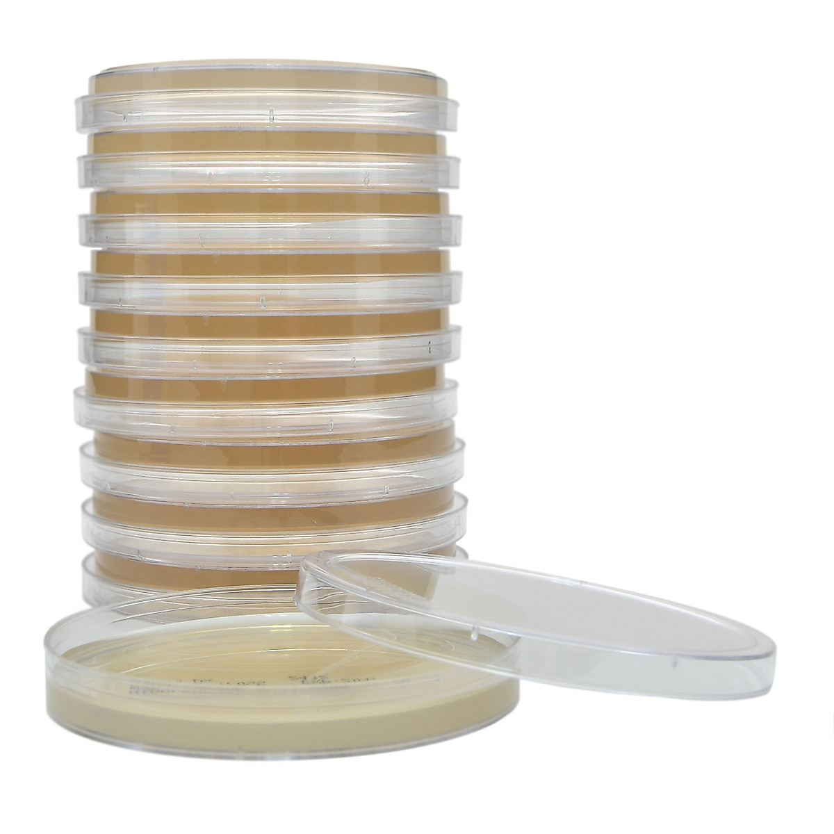 Sabdex (Sabouraud Dextrose) Agar, USP, for Cultivation of Yeast and Fungi, 15x100mm Plate, Order by The Package of 10, by Hardy Diagnostics