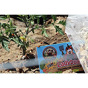 1500 Live Ladybugs - Guaranteed Live Delivery! + Good Bug Nectar