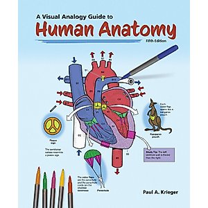 A Visual Analogy Guide to Human Anatomy