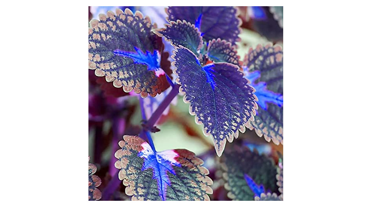 QAUZUY GARDEN 30 Rare Blue Coleus Seeds for Planting | Beautiful Fast ...