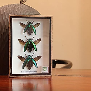TAXIBUGS Jewel Beetle Mounts Insect Animals Taxidermy in Framed (3 Sternocera Aeguisignata)