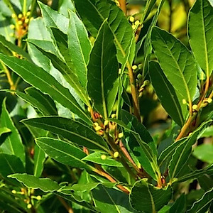 Laurus Nobilis Bay Leaf Tree, Sweet Bay Leaf Live Plant Tree, Bay Laurel Tree, 6-8" in Tall