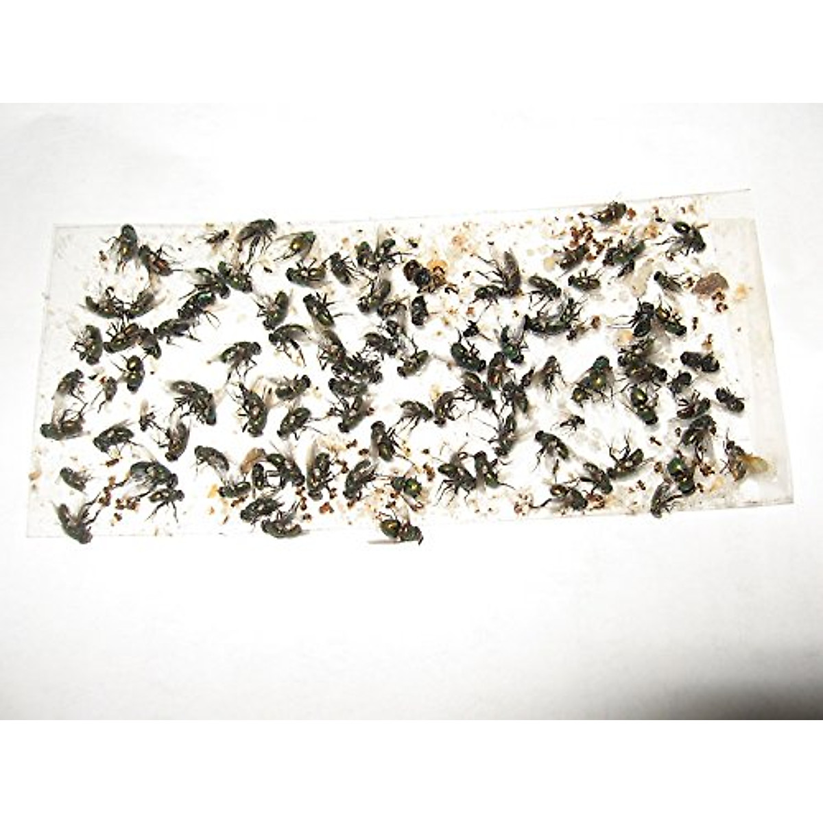 10 Pk Camel Cricket/Roach/Scorpion Sticky Traps