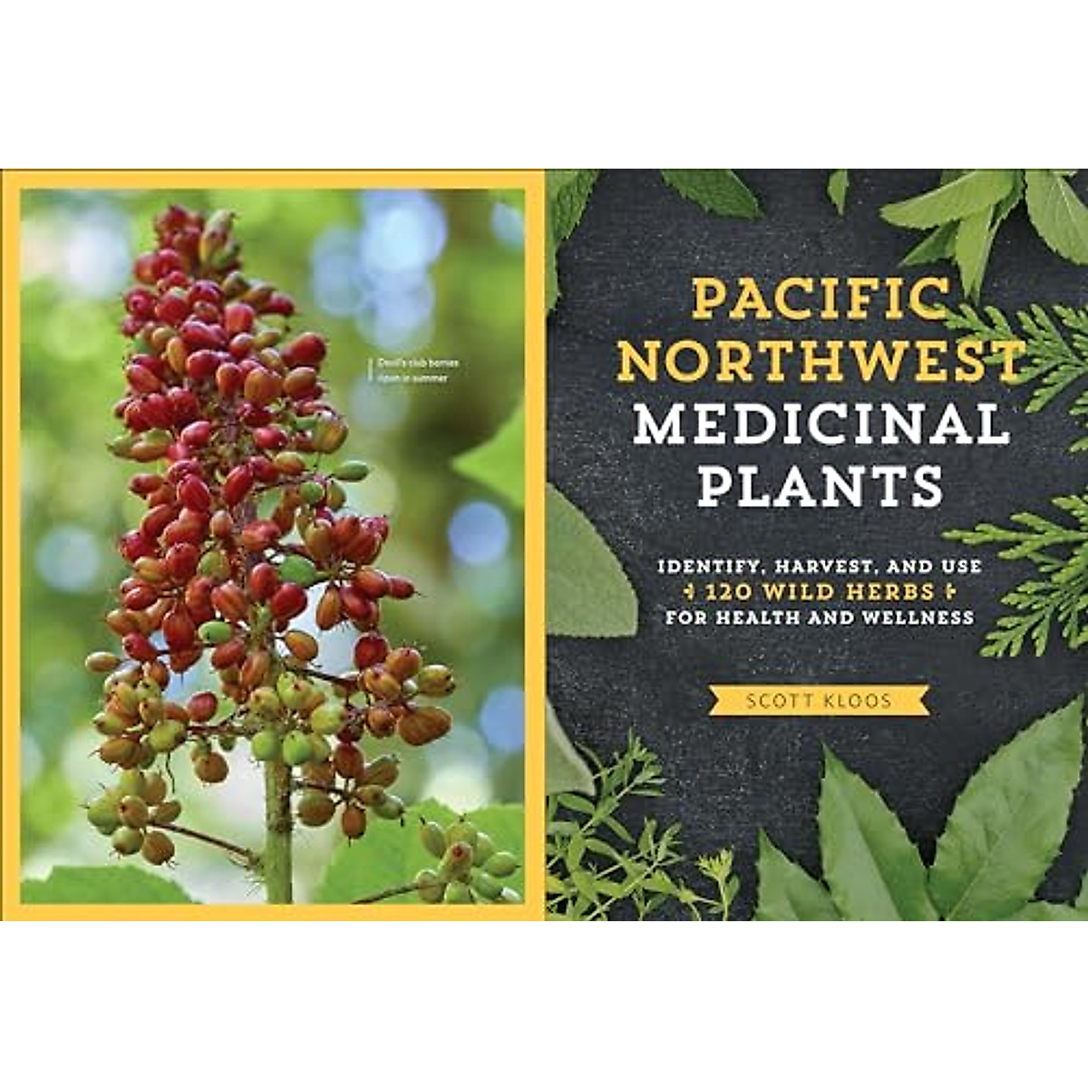 Pacific Northwest Medicinal Plants: Identify, Harvest, and Use 120 Wild Herbs for Health and Wellness (Medicinal Plants Series)