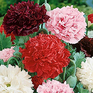 Outsidepride Papaver Peony Poppy Double Mix Garden Cut Flowers Great for Vases, Dried Arrangements - 5000 Seeds