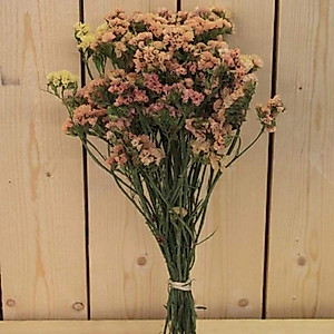 CHUXAY GARDEN Sunset Mix Limonium-Statice,Caspia,Sea-Lavender,Marsh-Rosemary 500 Seeds Great for Dried and Cut Flower Everlasting Flowers Fast Growing & Maintain