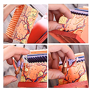 DEAVER Skin Structure Model,19 Detachable Parts Human Skin and Hair Organ Anatomy Model Medical Teaching Model,for Medical Educational Training Aid,Study Display