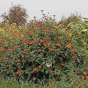 QAUZUY GARDEN - 50 Red Mexican Sunflower Seeds Tithonia Speciosa Red Torch, Striking Flower for Garden, Outdoor and Indoor, Attract Pollinators, Great for Cut Flower