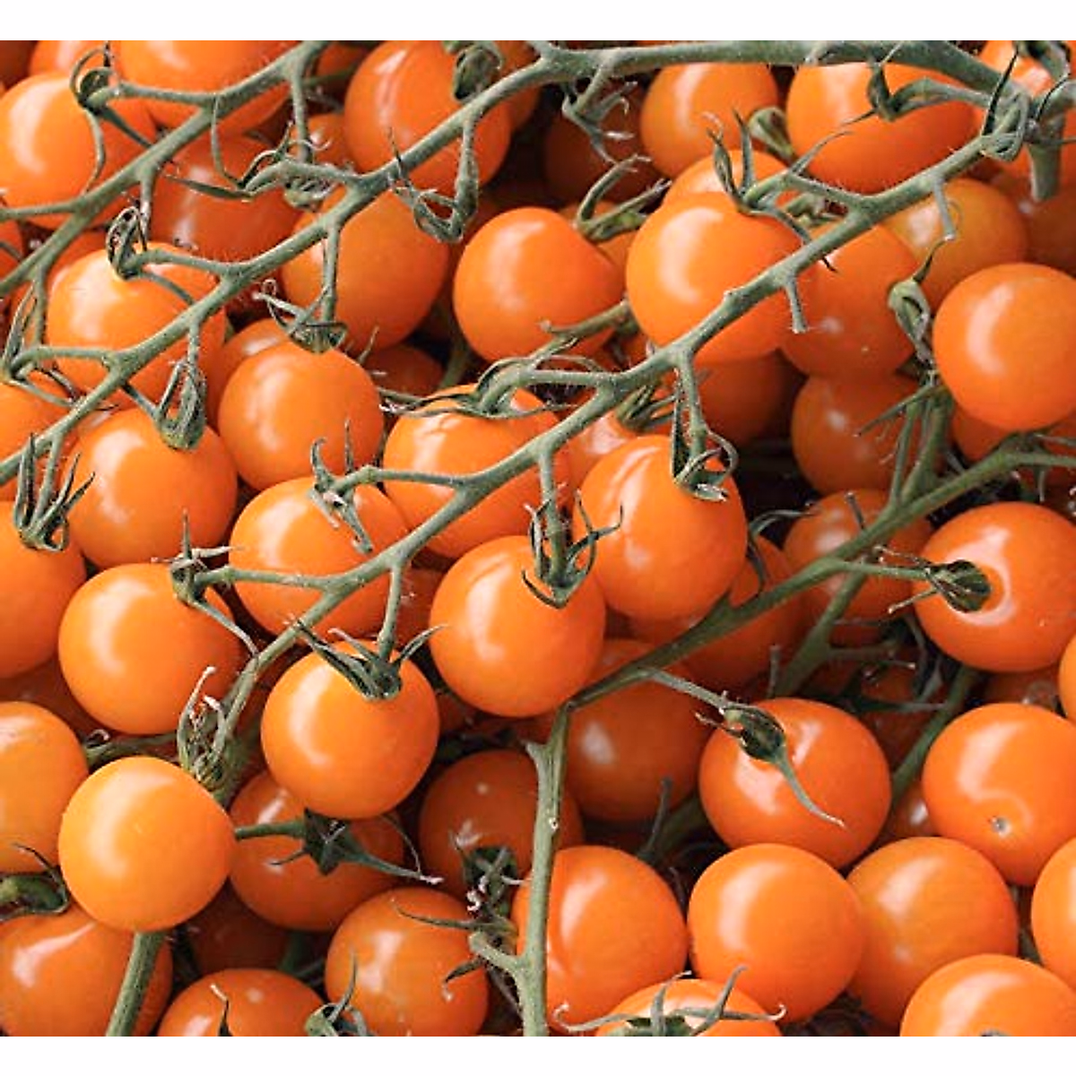 "Gold Nugget" Cherry Tomato Seeds for Planting, 25+ Heirloom Seeds Per Packet, (Isla's Garden Seeds), Non GMO Seeds, Botanical Name: Solanum lycopersicum 'Gold Nugget', Great Home Garden Gift