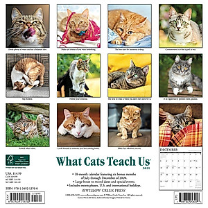 What Cats Teach Us 2021 Wall Calendar