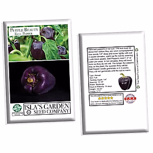 Purple Beauty Sweet Bell Pepper Seeds for Planting, 100+ Heirloom Seeds Per Packet, (Isla's Garden Seeds), Non GMO Seeds, Botanical Name: Capsicum annuum, Great Home Garden Gift