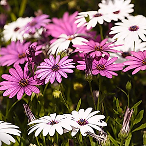 Outsidepride African Daisy Osteospermum Ecklonis Flower Seed Mix - 100 Seeds