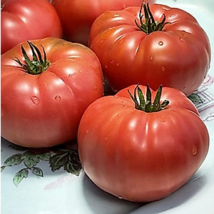 CHUXAY GARDEN Italian Tree Tomato Seed 15 Seeds Big Tomato Vine Juicy Sweet Unique Flavor Fruit Gardening Gifts Low-Maintenance