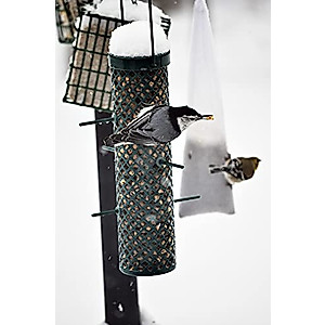 C&S Wild Bird Sunflower Suet Nuggets Mega Box, 8 Pounds