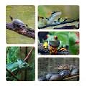 Mini Digital Hygrometer Gauge, Digital Reptile Gauge with Large Backlight LCD Display for Indoor Outdoor Humidifiers Greenhouse Basement