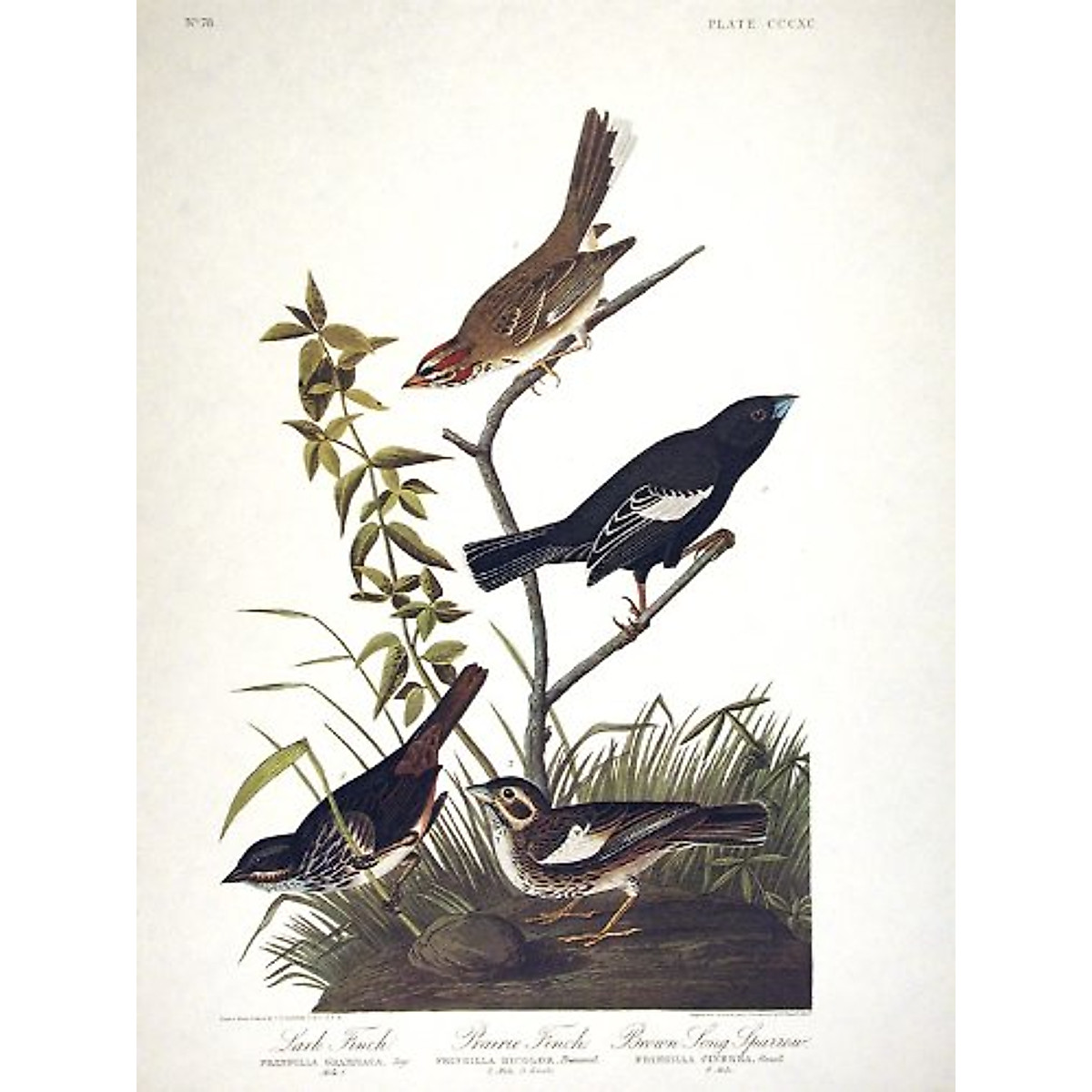Lark Finch, Prairie Finch, Brown Song Sparrow. From"The Birds of America" (Amsterdam Edition)
