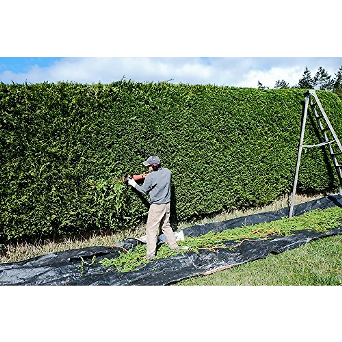 Thuja Arborvitae Green Giant - 10 Live Quart Size Plants - Evergreen Privacy Trees