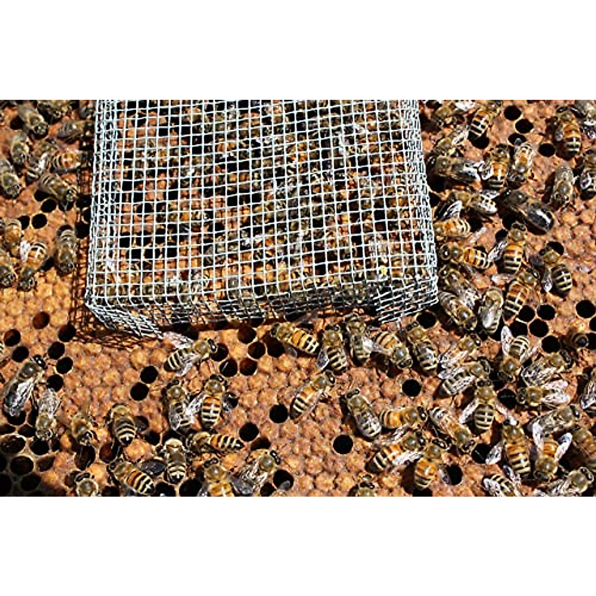 PS Direct Hardware Cloth - 36 inch x 10 Foot with 1/8 Inch Galvanized mesh 27 Gauge. Great for Chicken Wire, Fence or Animal Control. Craft Projects Fine Soil Sifting or Gardening Enclosures