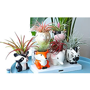 6 Pcs Air Plant Holders Cartoon Shaped Small Succulent Pot Animal Planter Small Ceramic Plant Pot with Drainage for Mini Plant Cactus Flower, Tillandsia Air Fern, Display Stand Home, Office Desktop