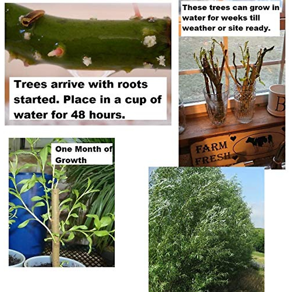 Two (2) Globe Willow Tree Cuttings - Fast Growing Shade or Privacy - Get 2 Live Tree Plants - Globe Willow - Great for Bonsai