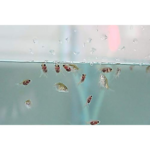 Clione SuperP1 50 g. (Premium Grade) Artemia Cysts Brine Shrimp Eggs Fish Food 95% Plus Hatch Rate in 24-32 Hour, Fresh Stock Tested, for All Tropical Fish Goldfish KOI Baby Fry Fish Guppy Betta Fish