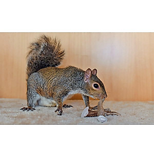 Exotic Nutrition Antler Chews - Safe Small Animal Chew - Natural Source of Healthy Minerals - Chinchilla, Hamster, Degu, Prairie Dog, Squirrel and Other Chewing Pets