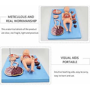Neonatal visceral Anatomy Birth Baby Umbilical Cord Placenta Model fetal Blood Circulation Neonatal Abdominal Placenta Umbilical Cord Viscera 13 Parts