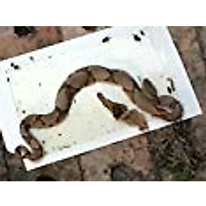 Cahaba Snake Trap Small Catch Inserts 10 Pack