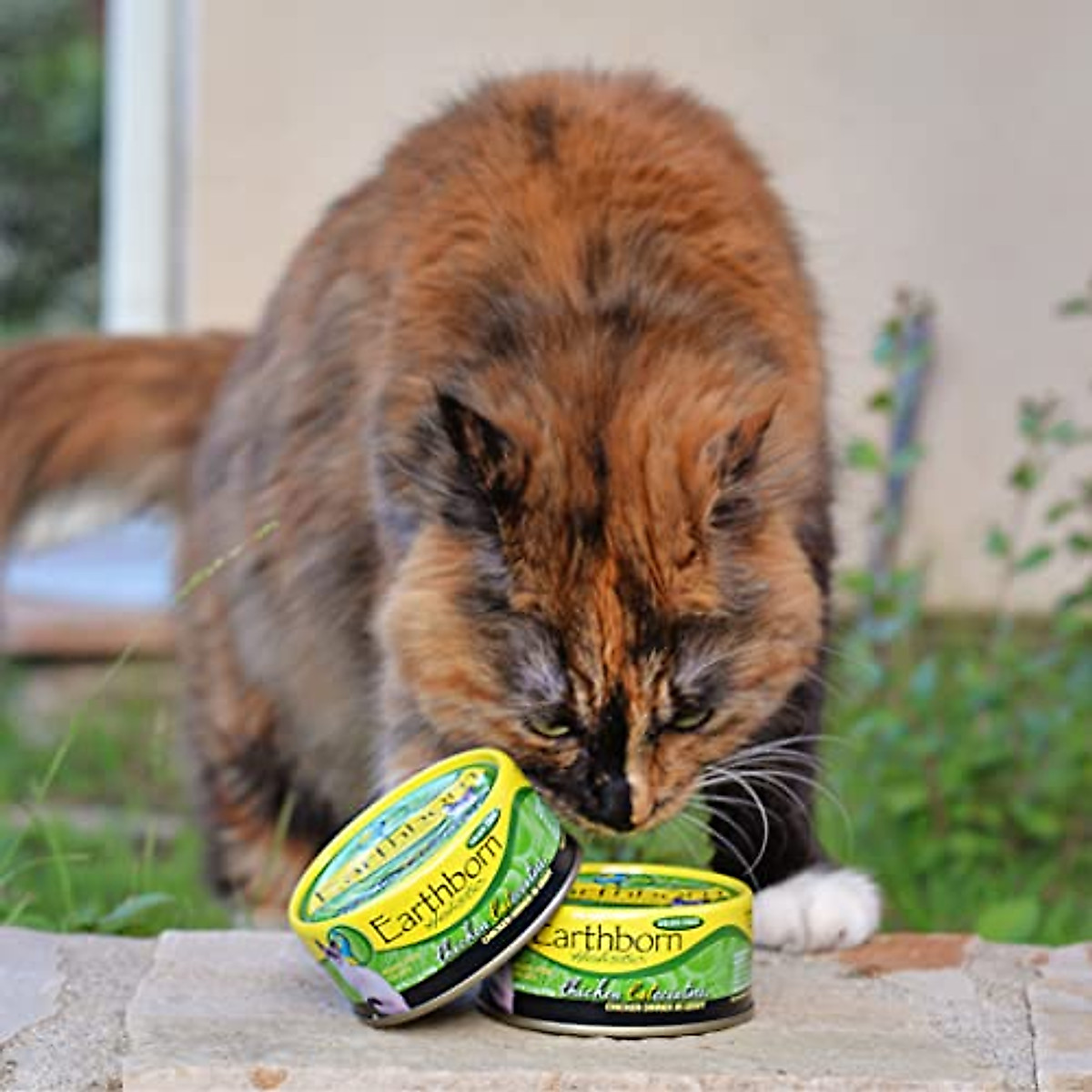 Earthborn Holistic Chicken Catcciatori Grain-Free Moist Cat Food 3 Ounce (Pack of 24)