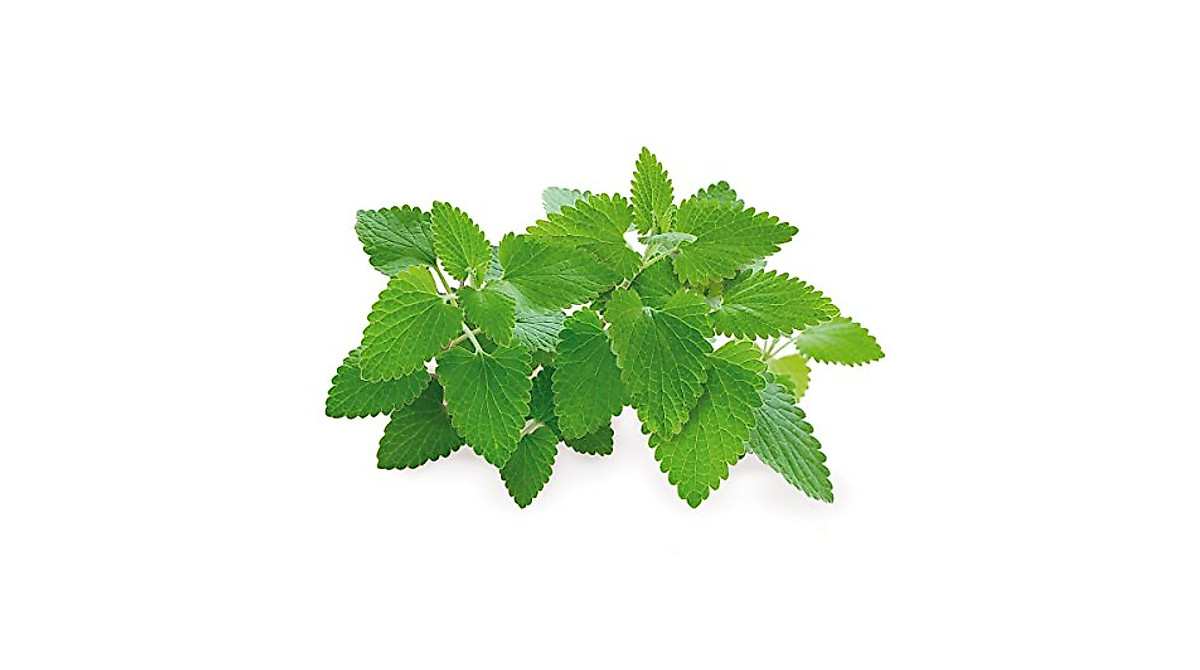 Grow Fresh Catnip with Click and Grow Smart Garden 3-Pack
