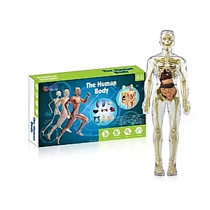 3D Human Body Torso Model for Kid Anatomy Model Skeleton, Medical Torso Human Body Model, Removable Parts Education Organs Model, Human Body, Skeleton, Human Torso Anatomy Model for Teaching Study