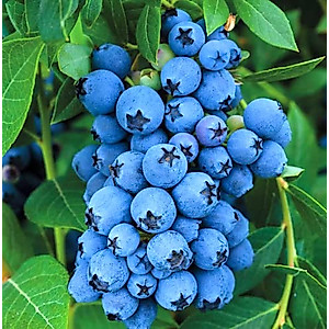 Jewel Blueberry Plants Live Sweet Berries Tree 5 to 7 Inches Ornaments Perennial Garden Simple to Grow Pot