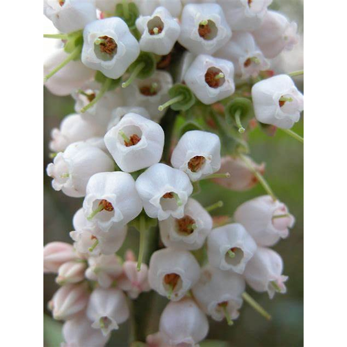 Premier Rabbiteye Blueberry - 1 Gallon Trade Pot, 2'ft Tall - Established Roots Potted Plant - No Ship California, Vaccinium Ashei 'Premier' - 'Premier', Fast Growing Tree, Easy Care Fruit Tree