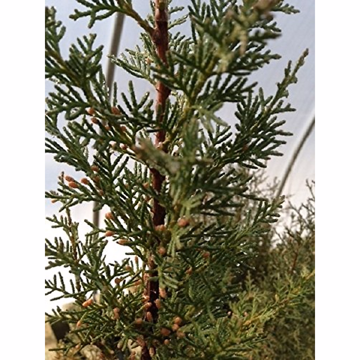 Japanese Juniper, Traditional Bonsai, Windswept Style, 12 Years Old.