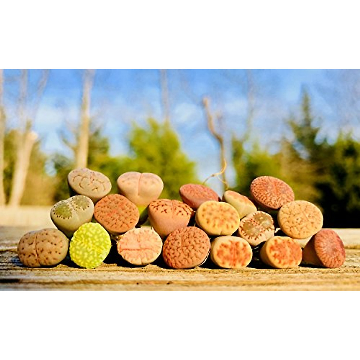 Pack of 10 Live Small Exotic Lithops Plant One Year Old Seedlings Perfect for Lithops Starter Great Terrarium Addition (Pack of 10 Seedlings)