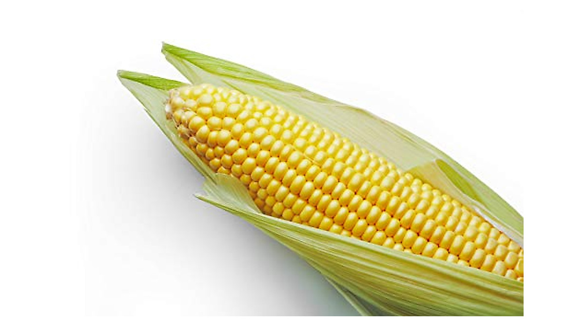 Grow "Incredible" RM Sweet Yellow Corn - Heirloom Non-GMO Seeds