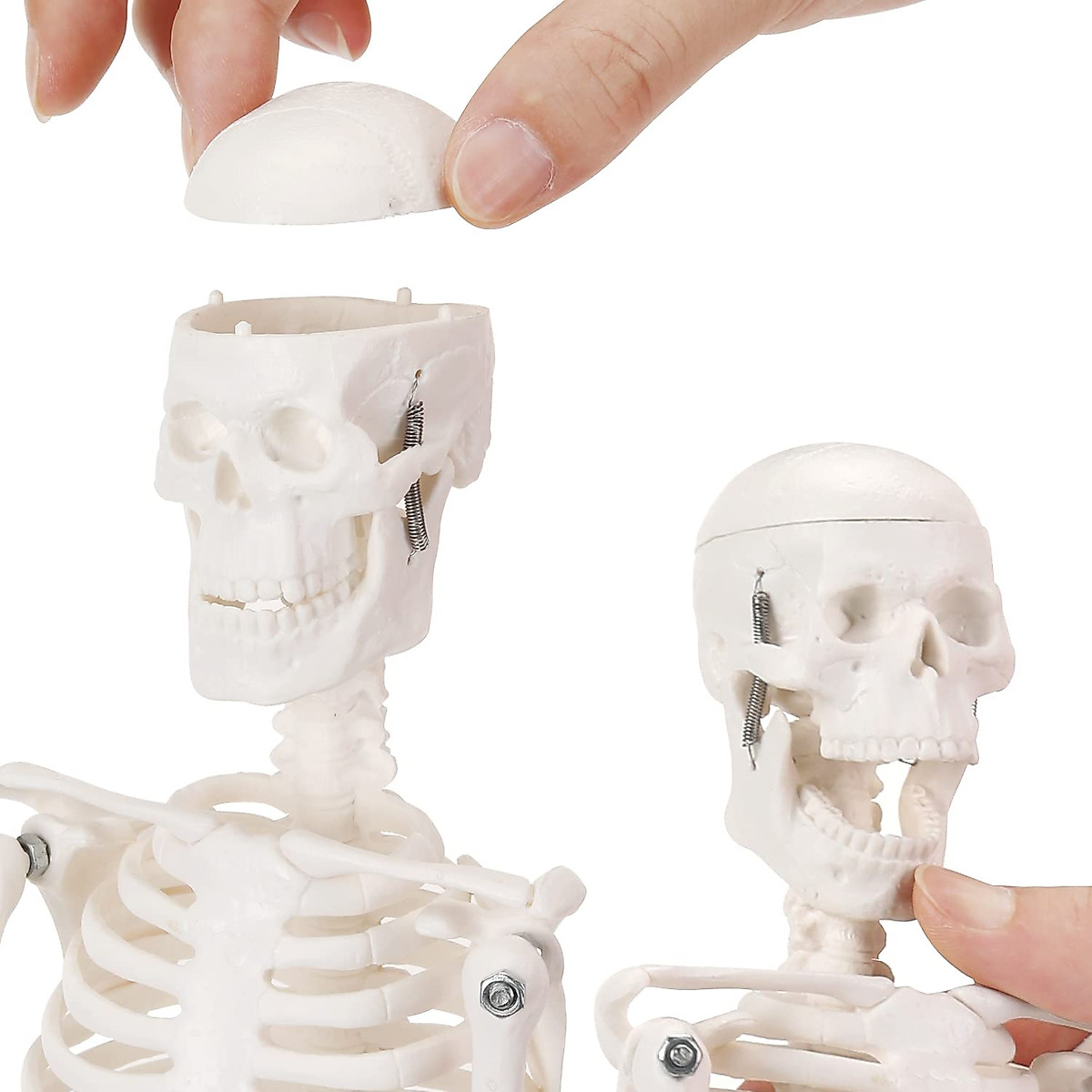 RONTEN Mini Size Human Skeleton Model, with Removable Arms and Legs 17.7” Anatomical Skeleton with Plastic Base for Anatomy Teaching and Studying, Colorful Poster Includes