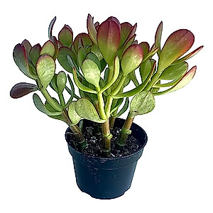 The Waterspout Southern California Large Rooted Jade Plant 10" inch Tall Succulent Cacti Live Plants Pot (Crassula Ovata 'Lucky Money Plant')