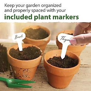 15 Culinary Herb Seeds Vault - Heirloom & Non GMO (2X More) 4900+ Seeds for Planting Indoor or Outdoor Herbs Garden | Gardening Gift for Men Women - Basil, Cilantro, Chives, Lavender, Mint, Thyme