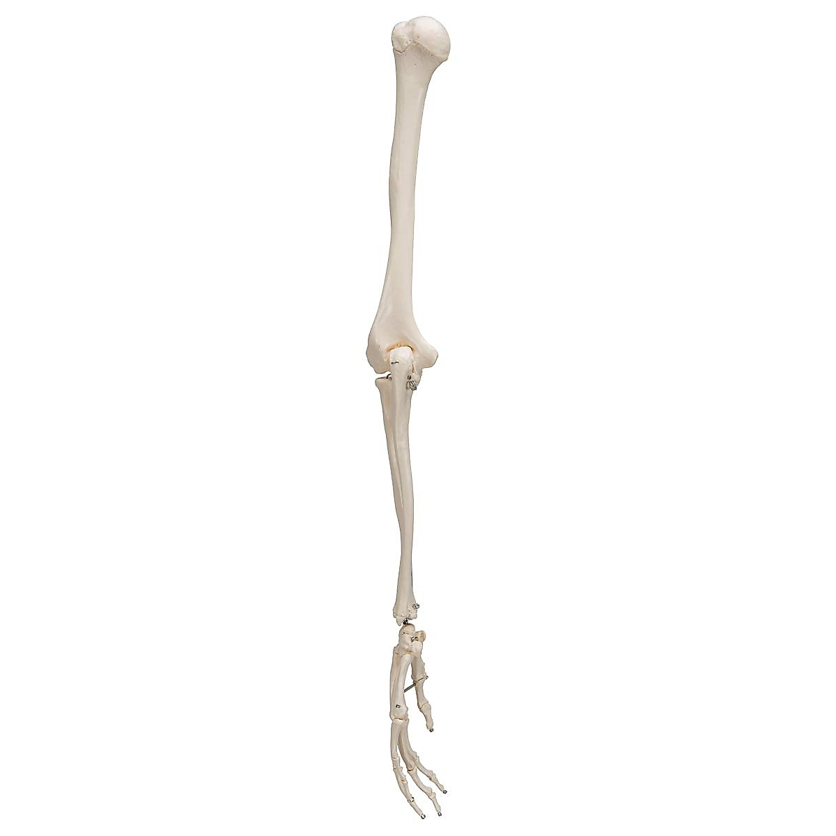 3B Scientific A45 Arm Skeleton - 3B Smart Anatomy