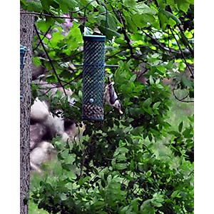 C&S Wild Bird Sunflower Suet Nuggets Mega Box, 8 Pounds