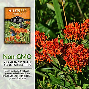 Butterfly Milkweed Seeds for Planting - Pack with Instructions to Grow Asclepias Tuberosa - Attract Butterflies & Help Conservation - Non-GMO Heirloom Open-Pollinated - Survival Garden Seeds