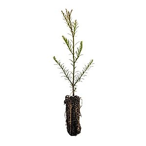 Coast Redwood | Medium Tree Seedling | The Jonsteen Company