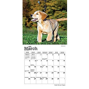 Golden Retriever Puppies | 2023 7 x 14 Inch Monthly Mini Wall Calendar | BrownTrout | Animals Dog Breeds Puppy DogDays