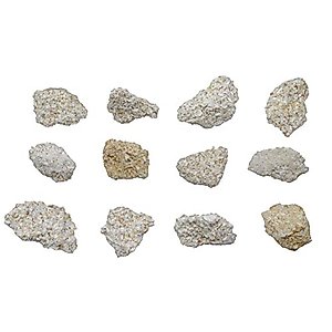 12PK Raw Coquina, Sedimentary Rock Specimens - Approx. 1" - Geologist Selected & Hand Processed - Great for Science Classrooms - Class Pack - Eisco Labs