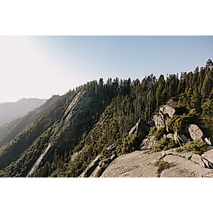 Conifers of The Sierra Nevada | Collection of 5 Live Tree Seedlings | The Jonsteen Company