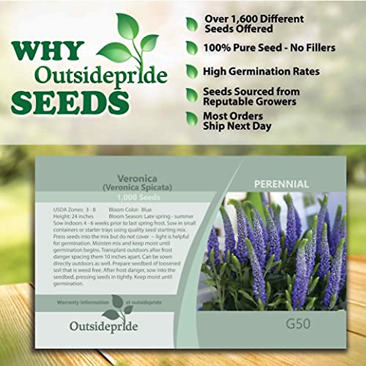 Outsidepride Veronica Spiked Speedwell Garden Flowers Attracting Bees, Butterflies & Hummingbirds - 1000 Seeds