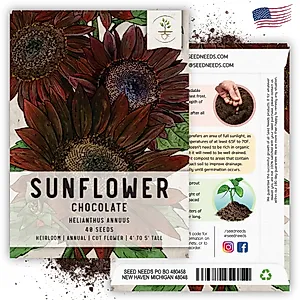 Seed Needs, Chocolate Sunflower Seeds - 40 Heirloom Seeds for Planting Helianthus annuus - Annual Flowers to Plant Outdoors, Attracts Bumblebees and Butterflies, Great as a Cut Flower (2 Packs)