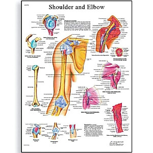 3B Scientific VR1170L Glossy Laminated Paper Shoulder and Elbow Anatomical Chart, Poster Size 20" Width x 26" Height